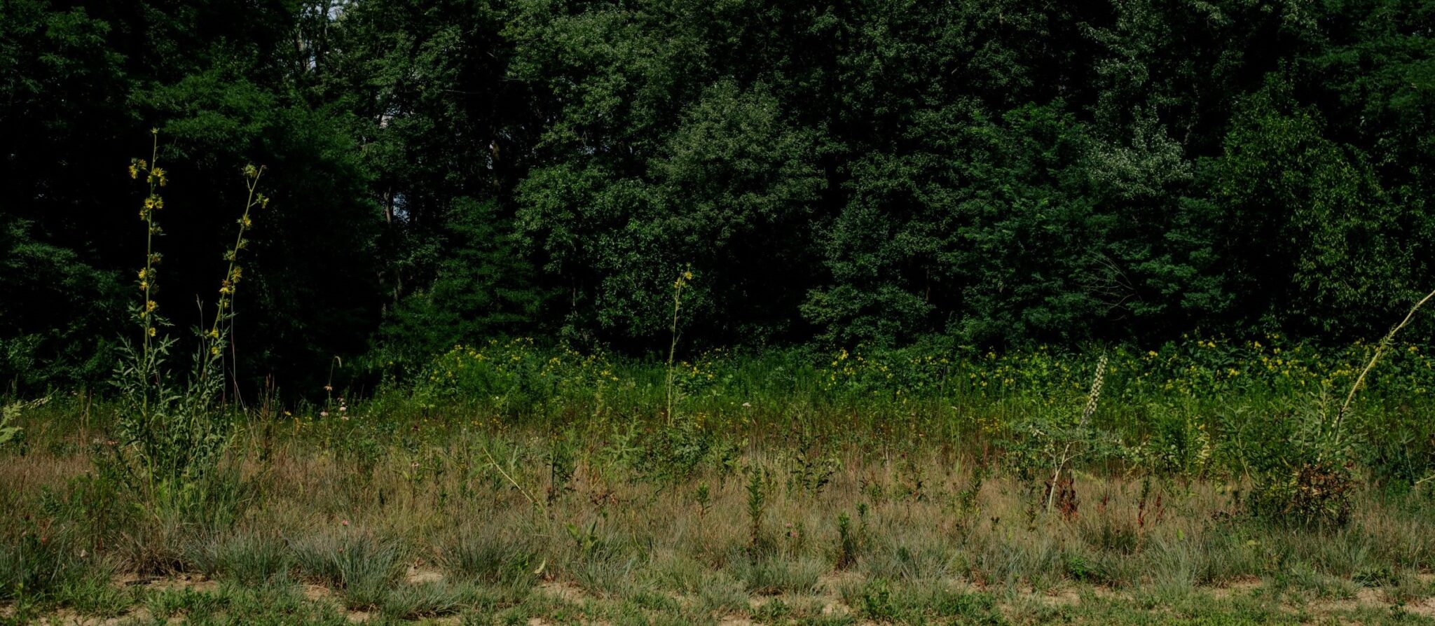 Parks Archive - Indy Parks & Recreation