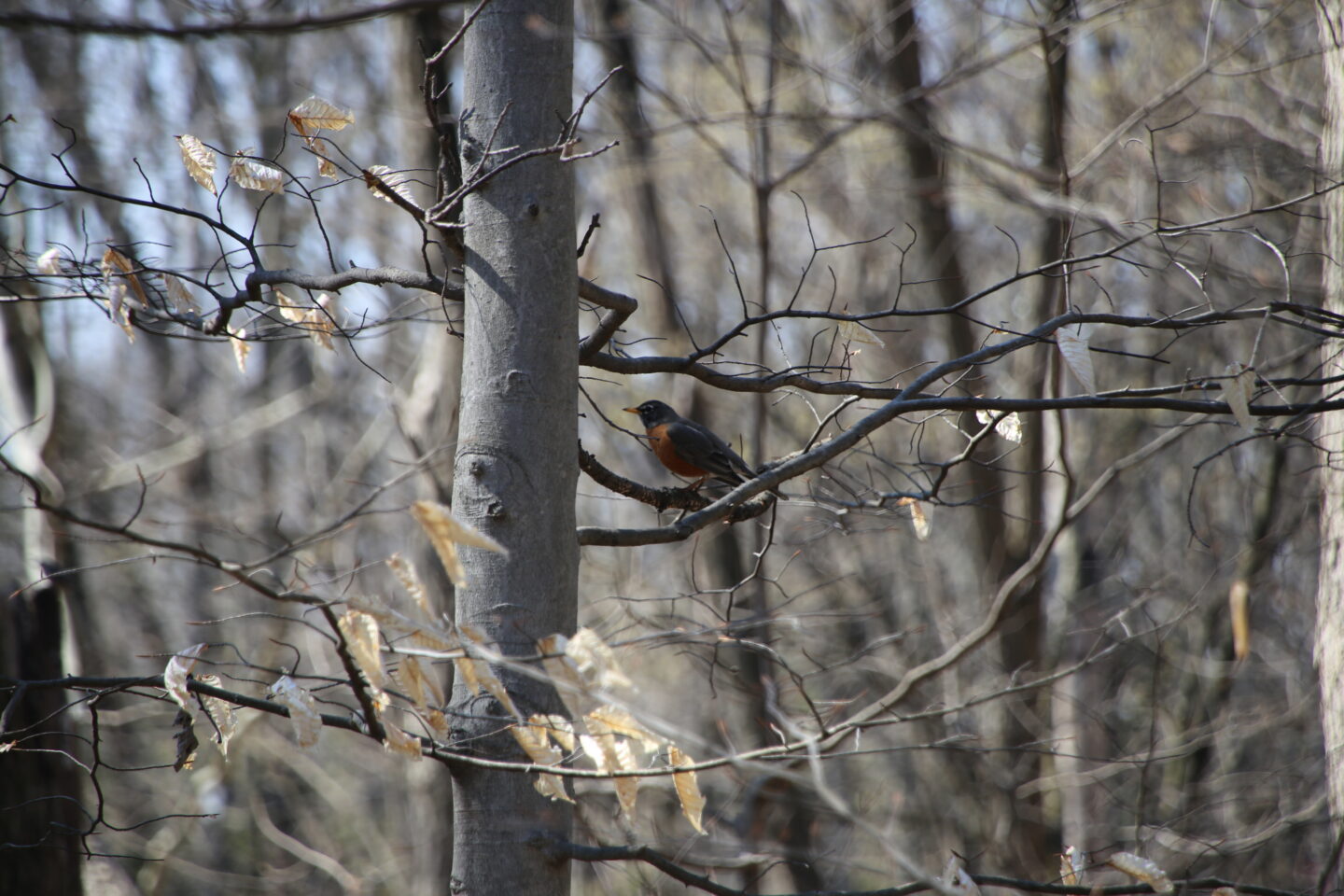 Marott Woods Nature Preserve - Indy Parks & Recreation