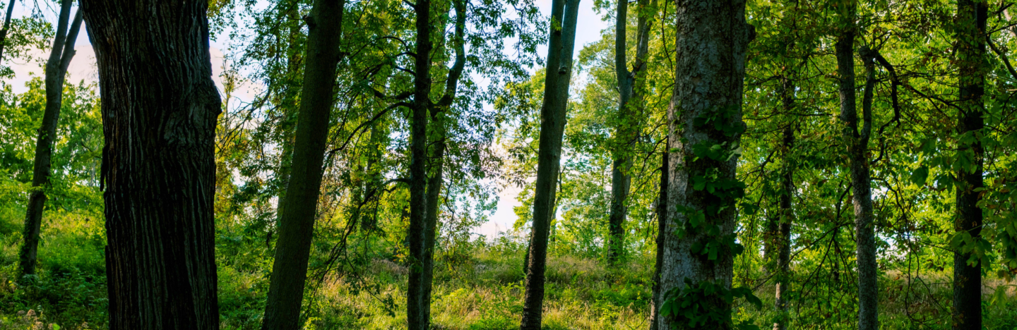 Watson Road Bird Preserve - Indy Parks & Recreation