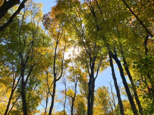 Paul Ruster Park - Indy Parks & Recreation